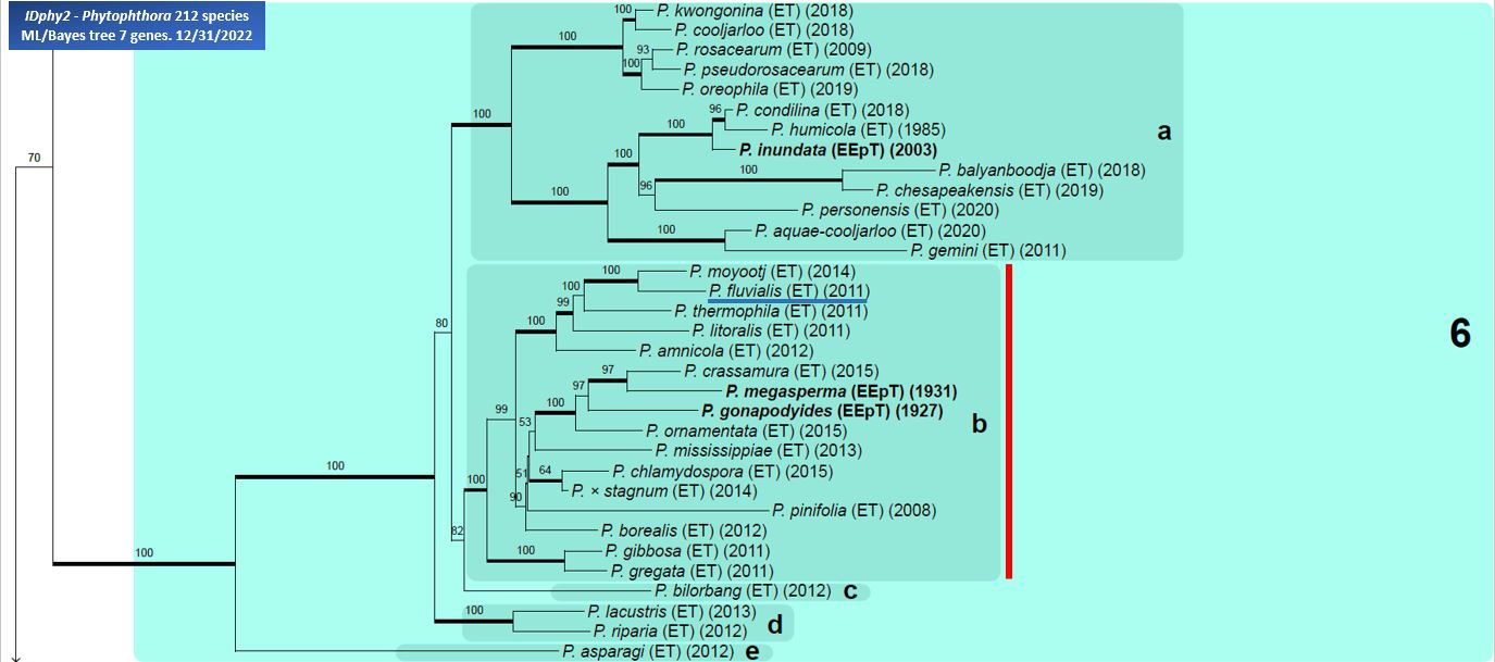 Phytophthora fluvialis | IDphy